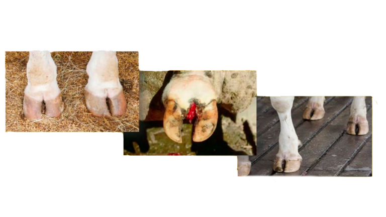 La Pododermatitis Interdigital | Ivanagro