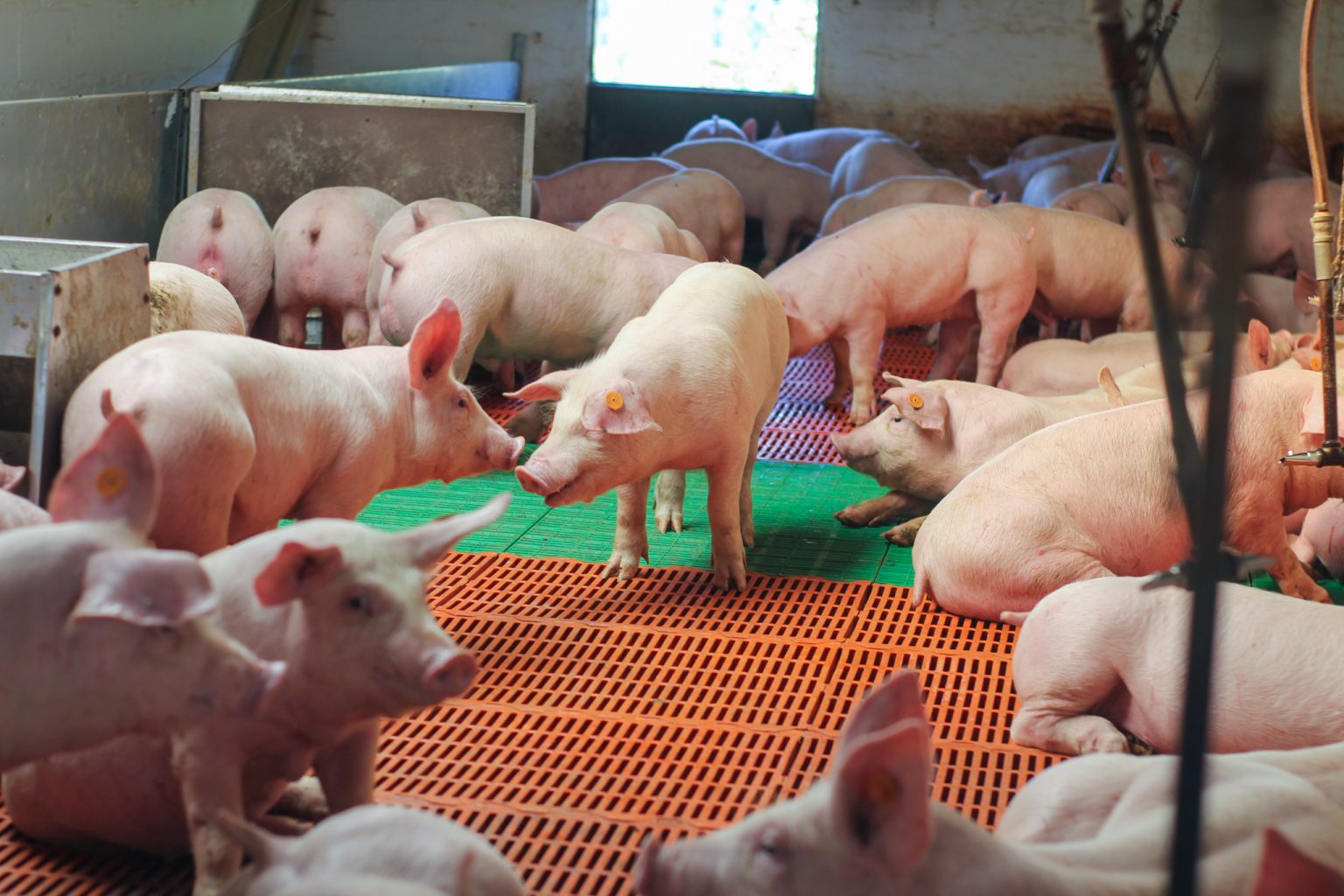 Porcicultura archivos | Ivanagro