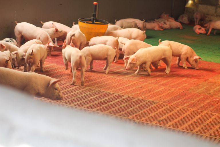 Los cuatro pilares básicos de la porcicultura. | Ivanagro Medellin ...